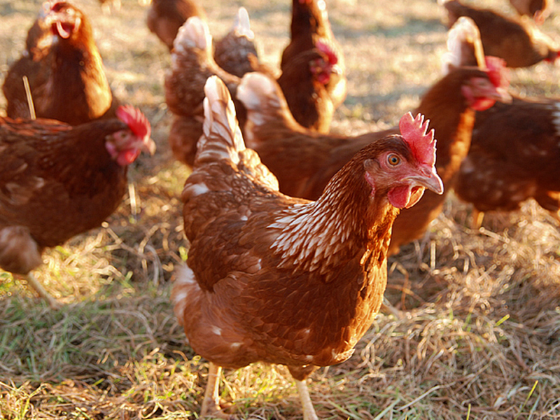 Animal health | EFSA