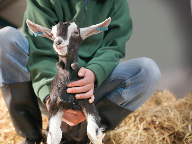 Animal welfare | EFSA