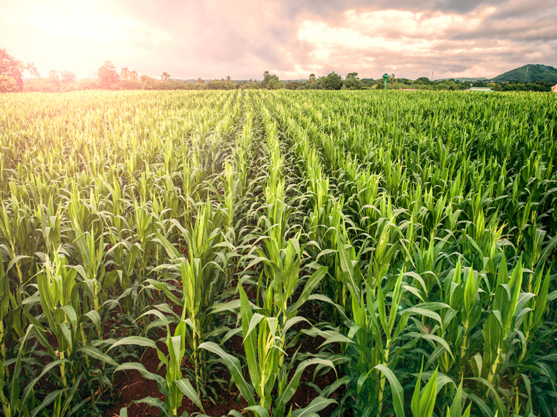 Organisme modificate genetic | EFSA