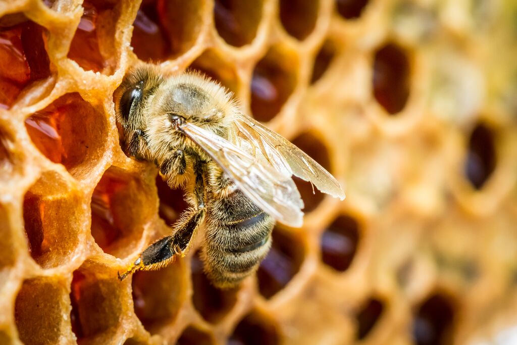 Bee health: new data hub goes live | EFSA