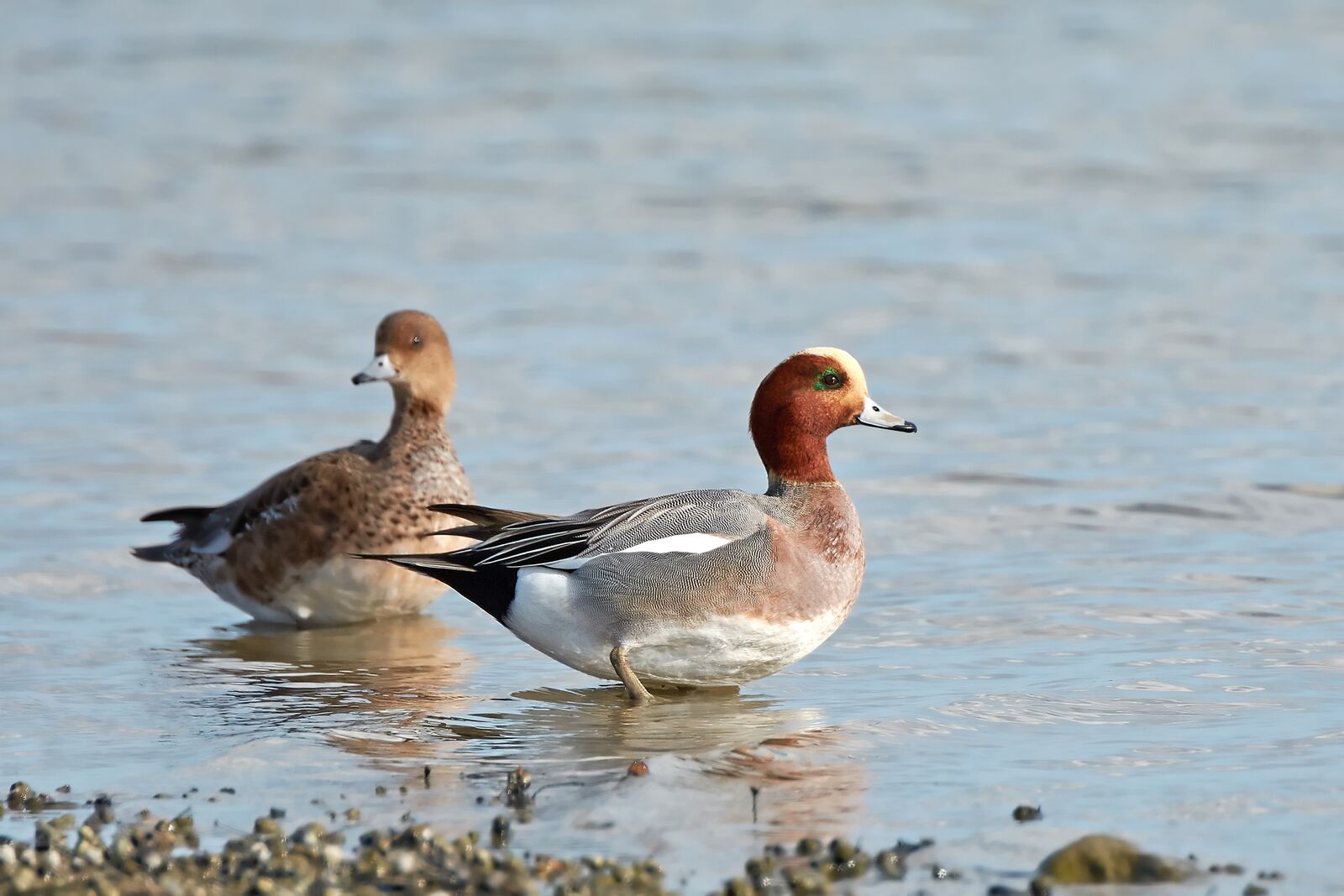 Avian influenza cases in poultry and water birds on the rise | EFSA