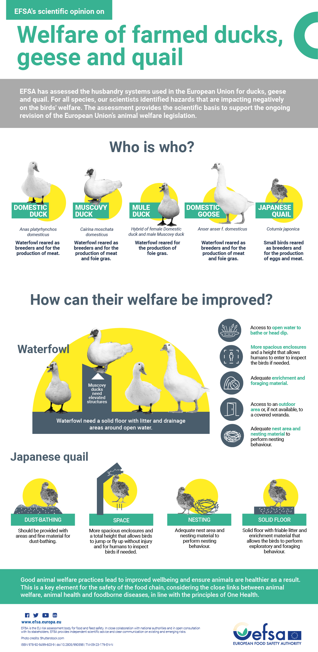 Welfare of farmed ducks, geese and quail | EFSA