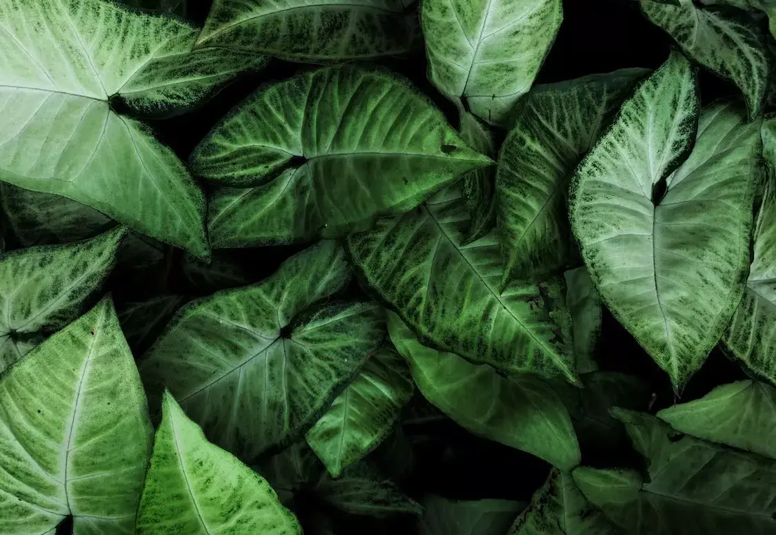 The role of plants | EFSA