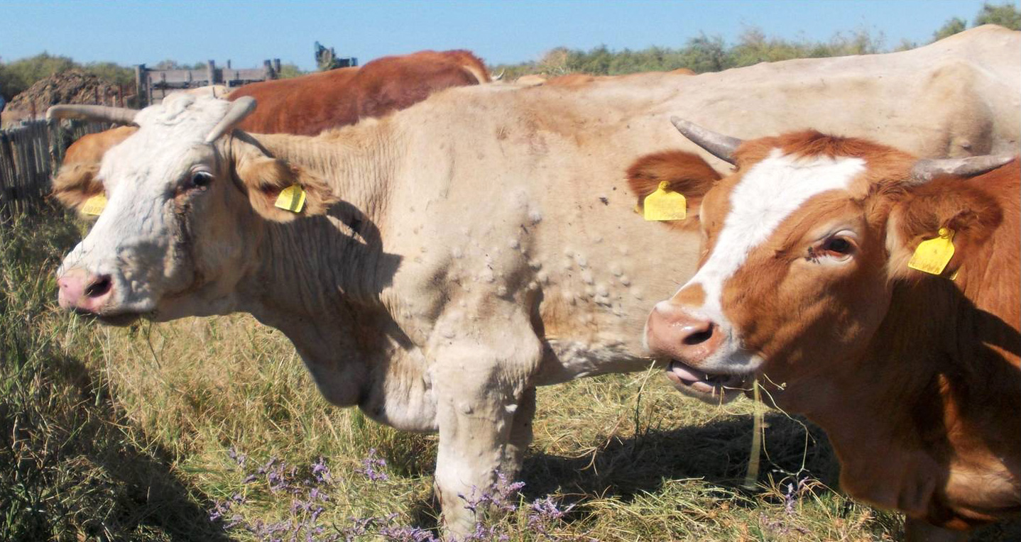 Lumpy skin disease: vaccination leads to fall in outbreaks | EFSA