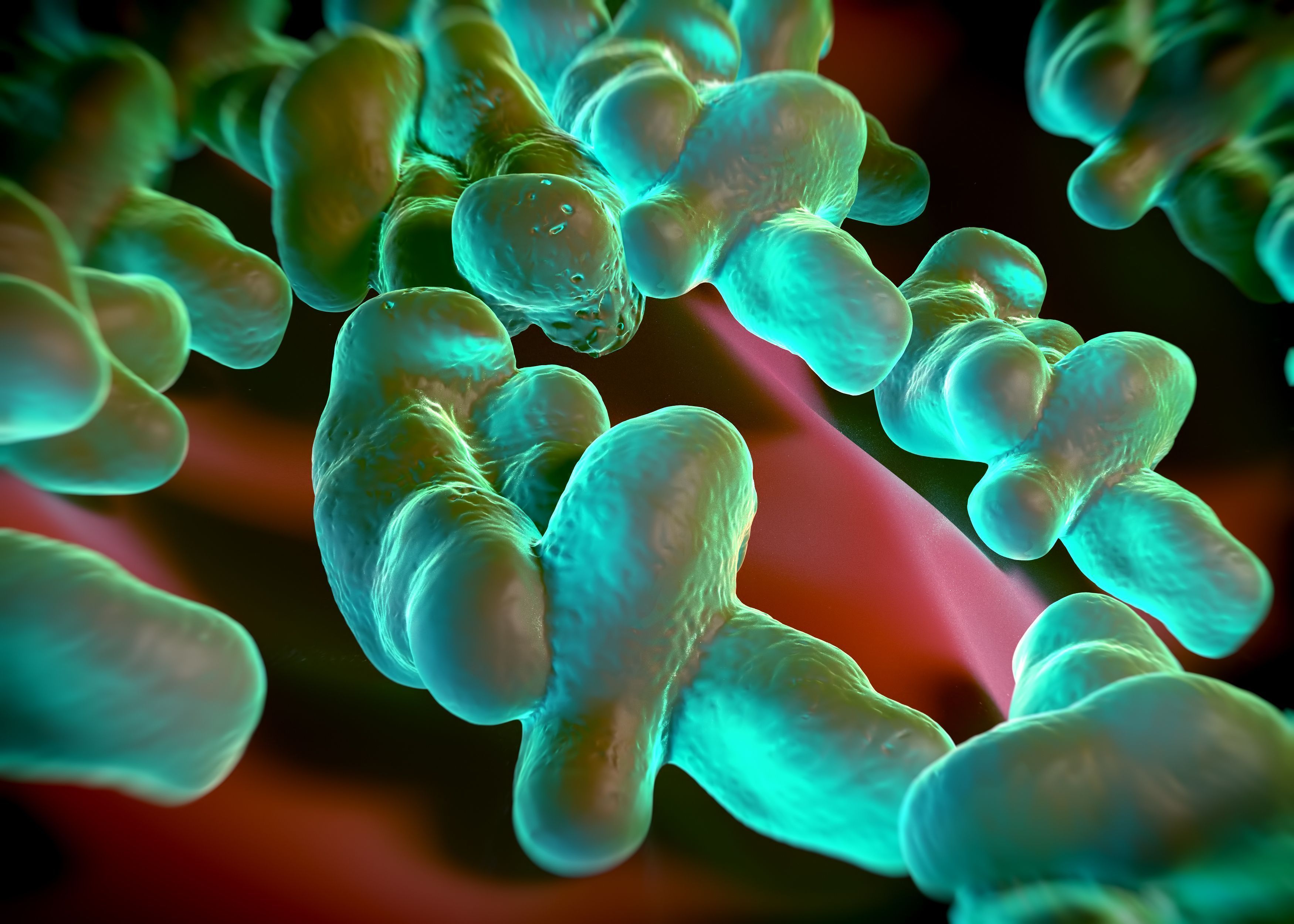 Campylobacter | EFSA