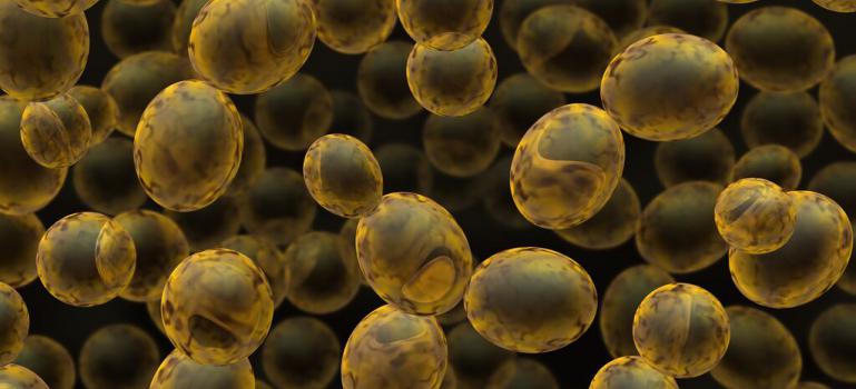 Scientific topic: Presunción cualificada de seguridad (QPS)