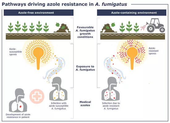 Azole resistance in Aspergillus spp. | EFSA