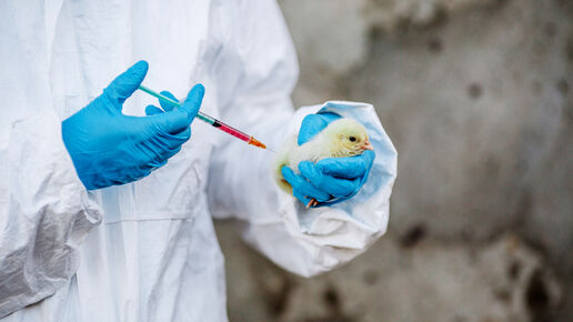 Vaccination of poultry against highly pathogenic avian influenza ...