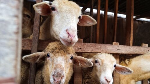 On-farm killing of sheep and goats: welfare issues identified | EFSA