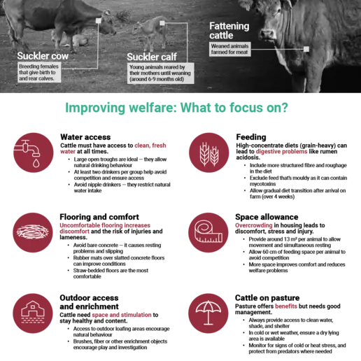 Welfare of beef cattle on farm | EFSA