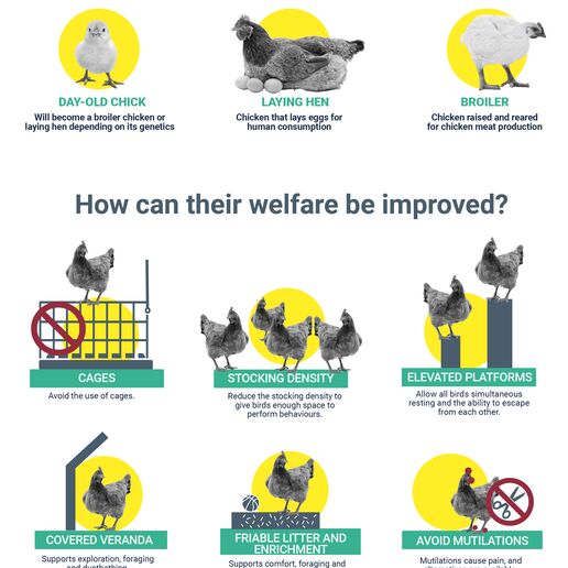 Welfare of broilers and laying hens on farm | EFSA