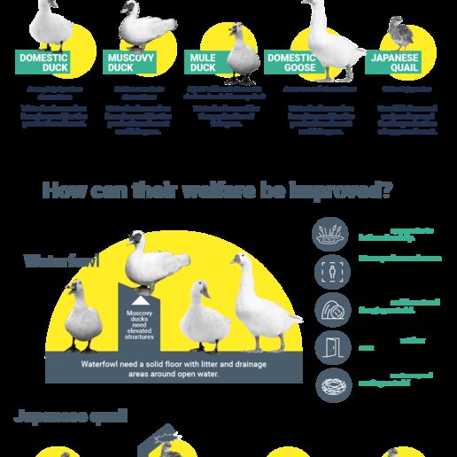 Welfare of farmed ducks, geese and quail | EFSA
