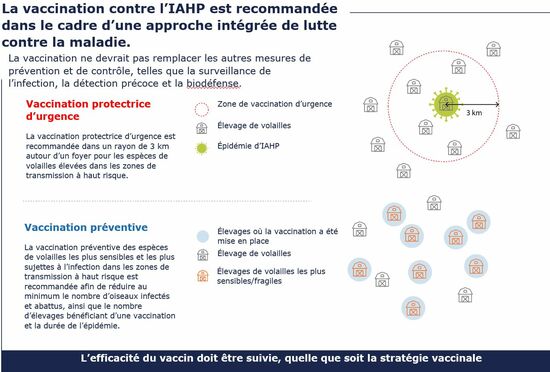Vaccination des volailles contre l’influenza aviaire hautement ...