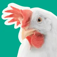 No bird flu: protect your farm! | EFSA
