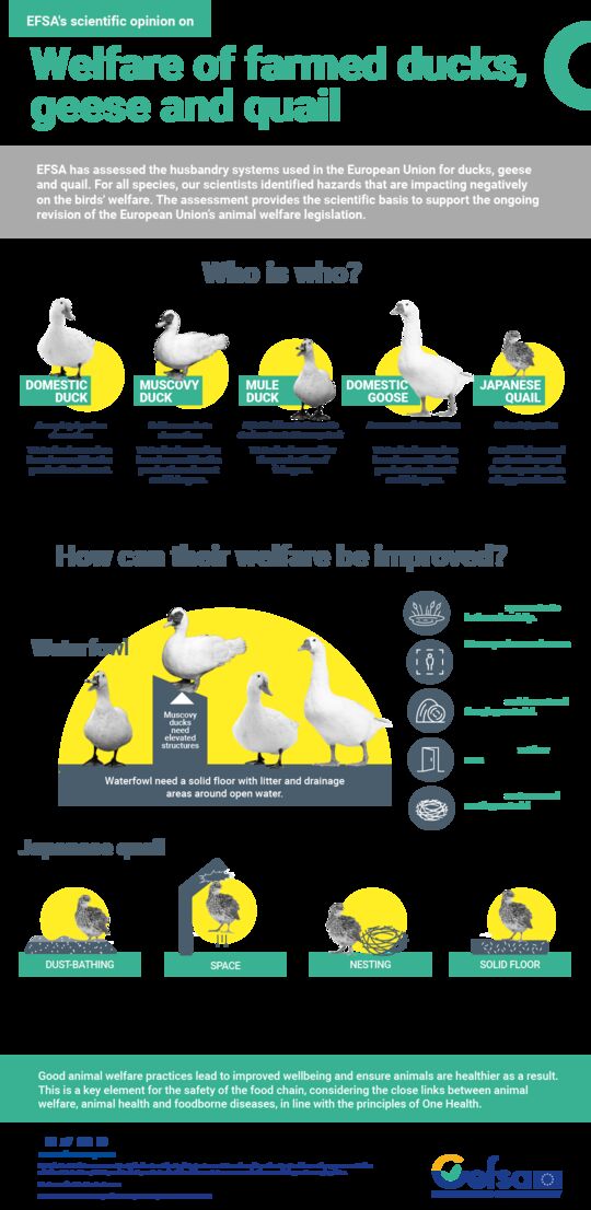 Welfare of farmed ducks, geese and quail | EFSA