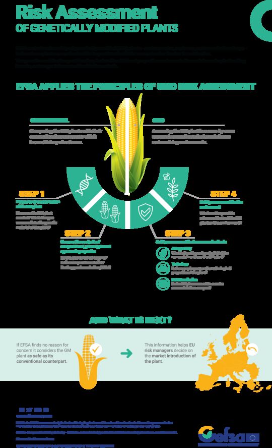 Risk assessment of genetically modified plants | EFSA