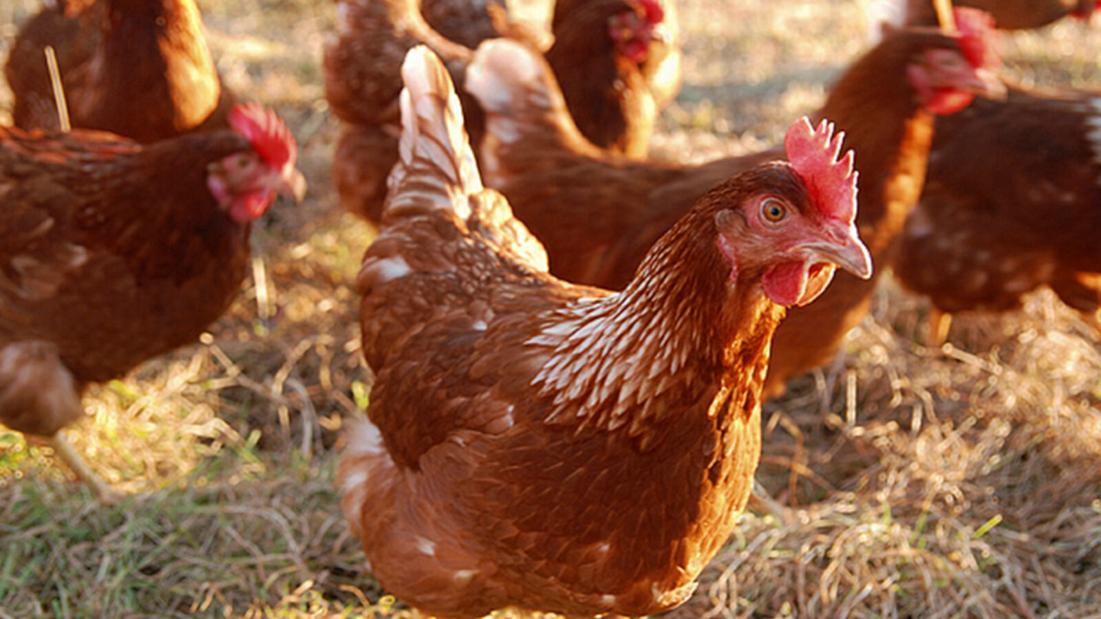 Animal health | EFSA