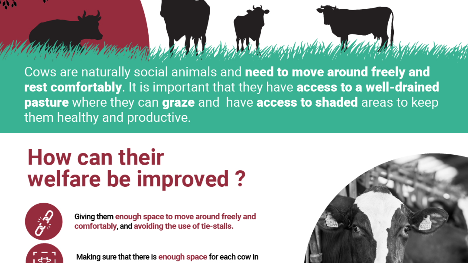 Welfare of dairy cows | EFSA