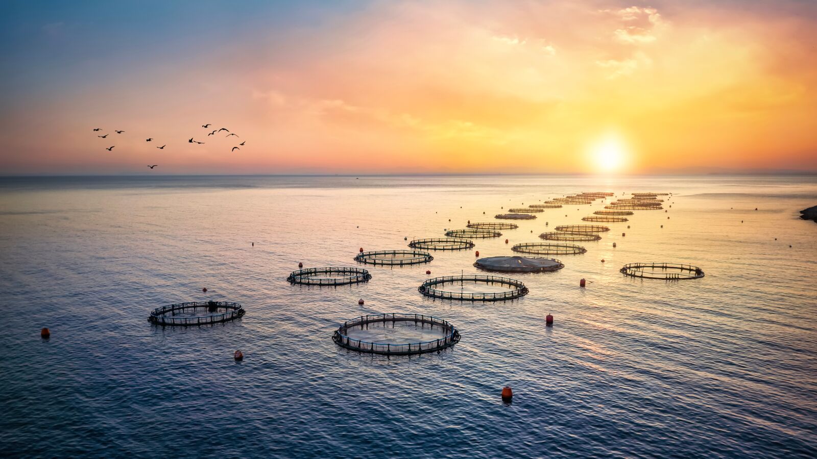 Many farmed fish parasite-free but more data needed | EFSA