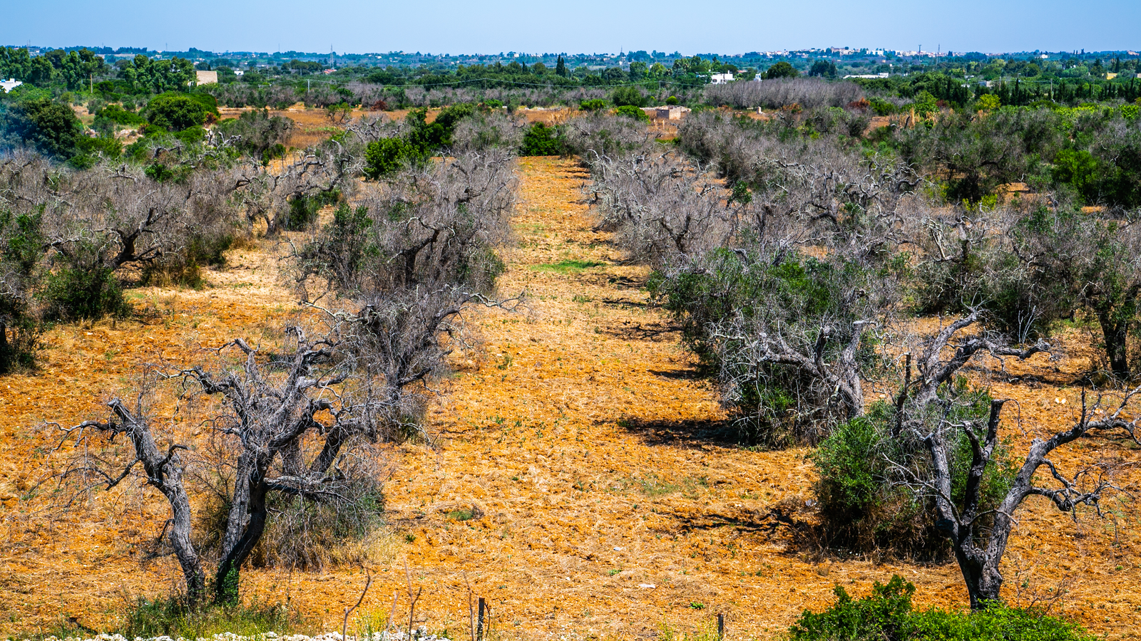 Últimas opciones para combatir la Xylella revisadas: ¡dé su opinión! | EFSA