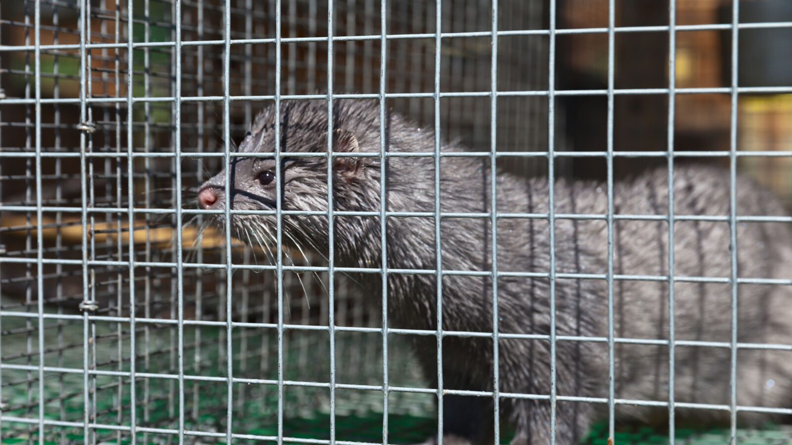 SARS-Cov-2 variants in mink: rapid assessment published | EFSA