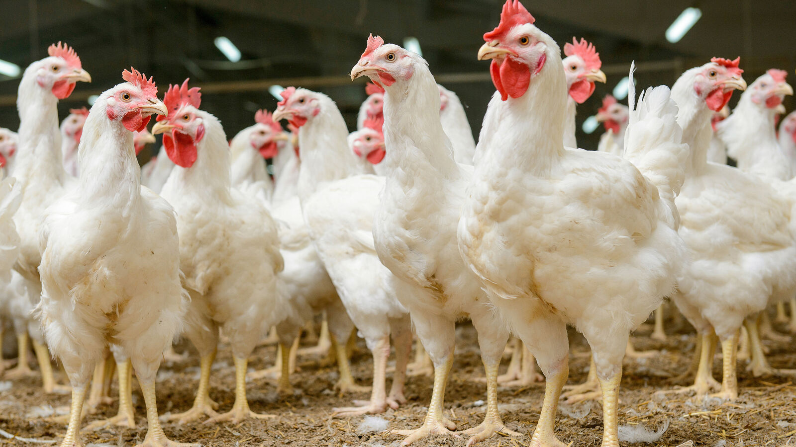 Avian influenza: biosecurity measures key to protecting poultry farms ...