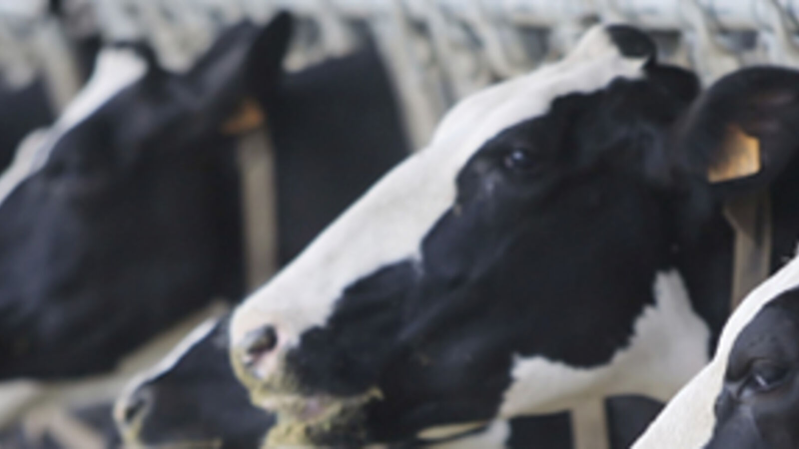 cattle slaughtering procedure