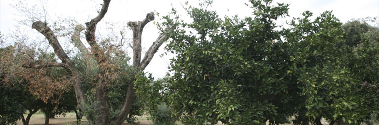 Xylella fastidiosa | EFSA